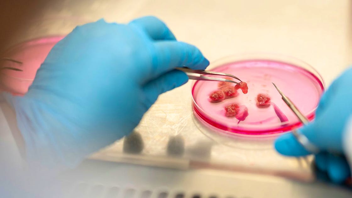 Svizzera, prima richiesta di commerciare carne di manzo coltivata | blue News