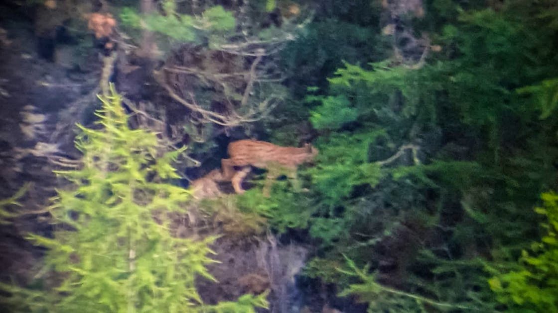 Jäger fotografiert erste Schweizer Luchs-Babys seit 150 Jahren | blue News