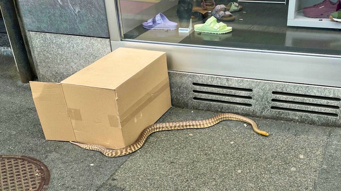 Un python a été capturé dans la rue à Kriens! | blue News