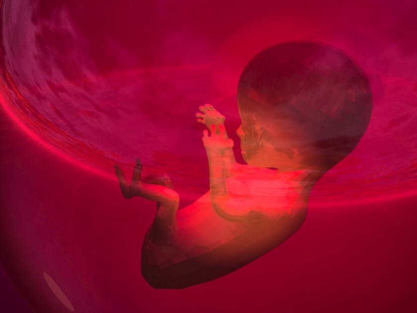 Avancée «impressionnante»: Des simili-embryons humains créés en ...