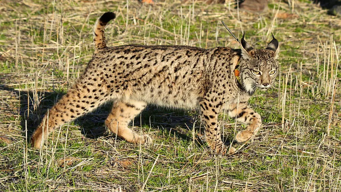 Originaire de Suisse: La femelle lynx Sofia tuée par braconnage en ...