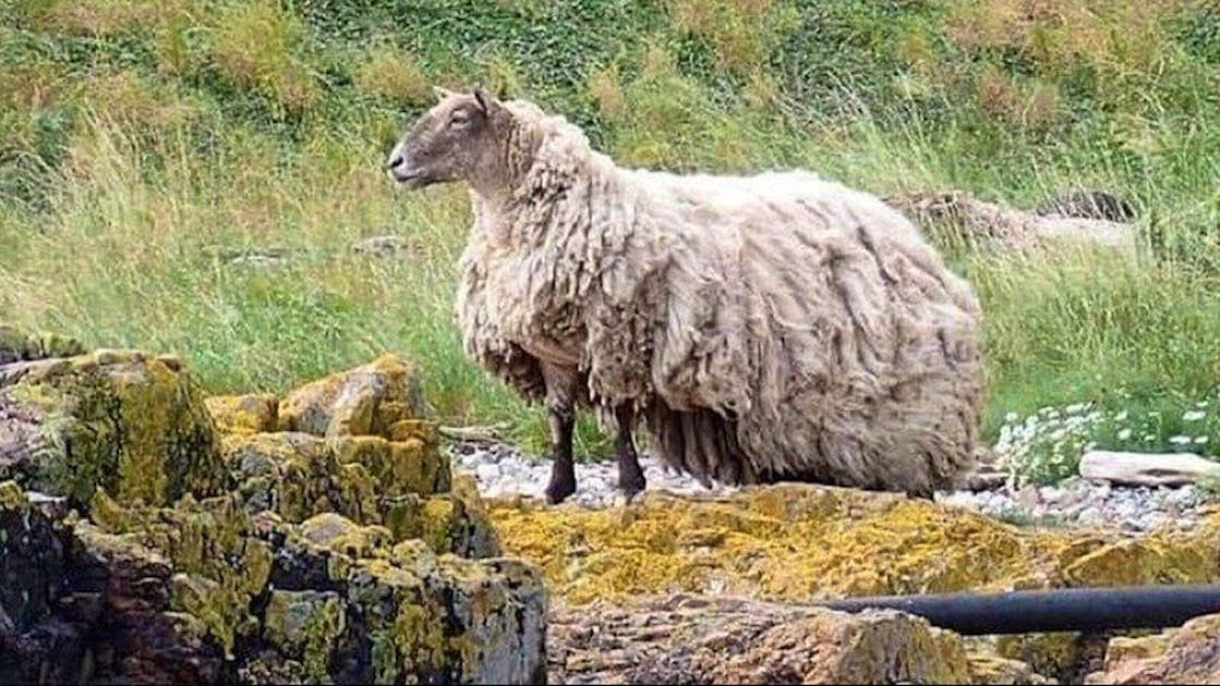 Retter holen «einsamstes Schaf Grossbritanniens» von Steilküste | blue News