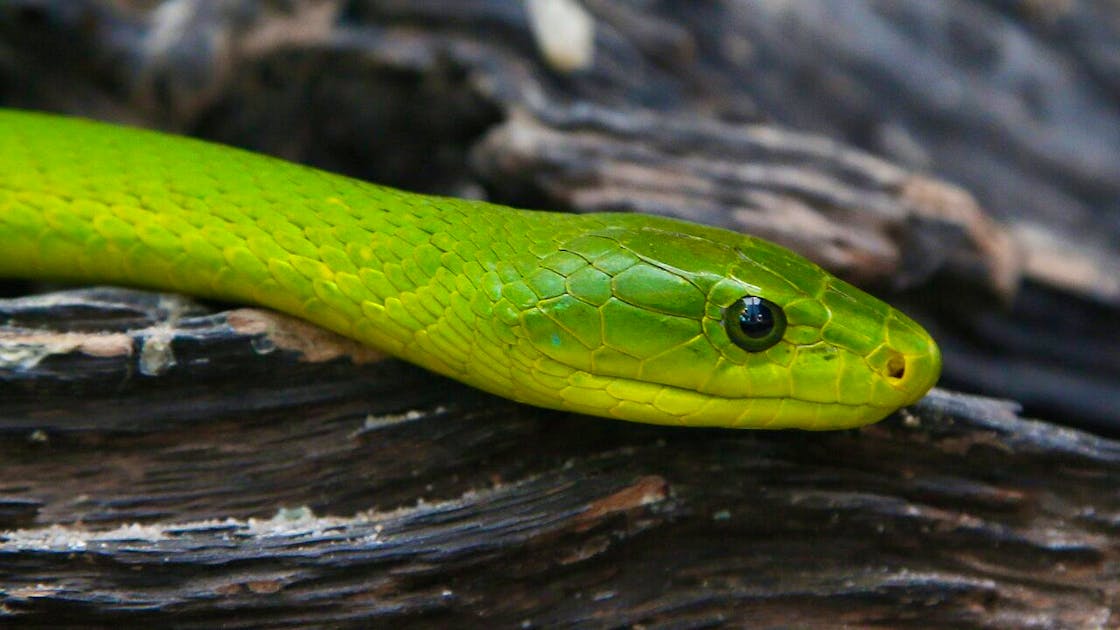 Tiere: Grüne Mamba in den Niederlanden wieder aufgetaucht | blue News