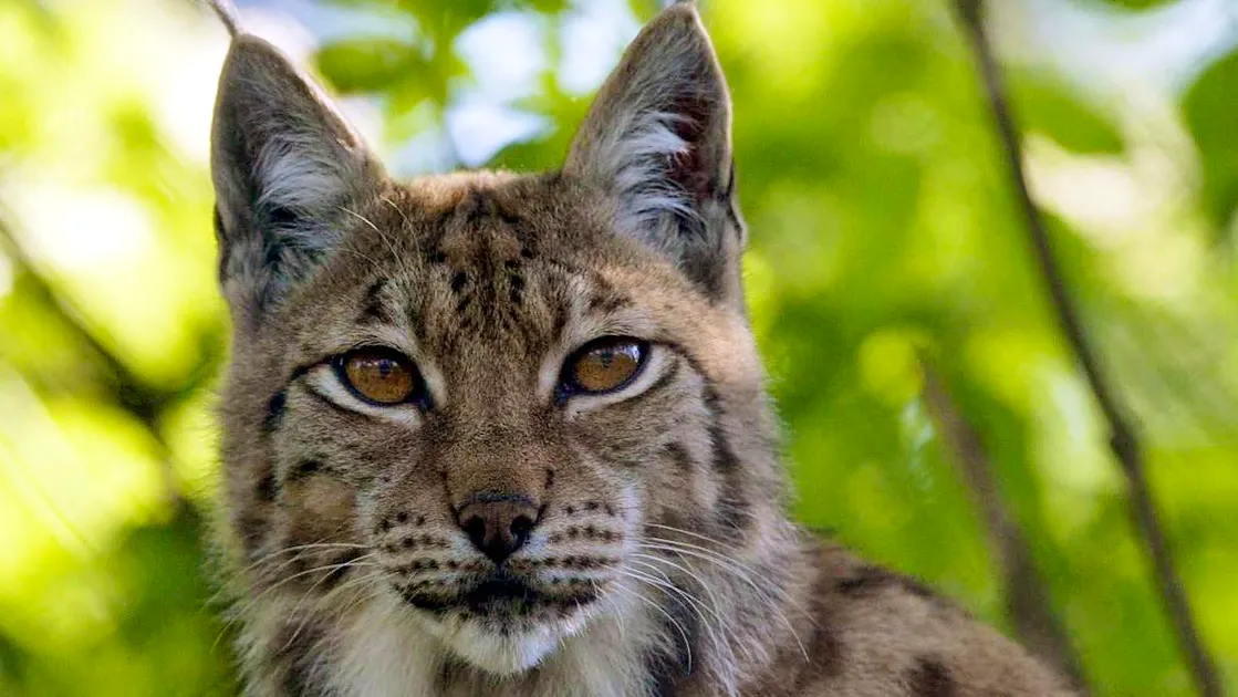 Yvonand: Une femelle lynx attaque trois chiens pour protéger ses petits ...