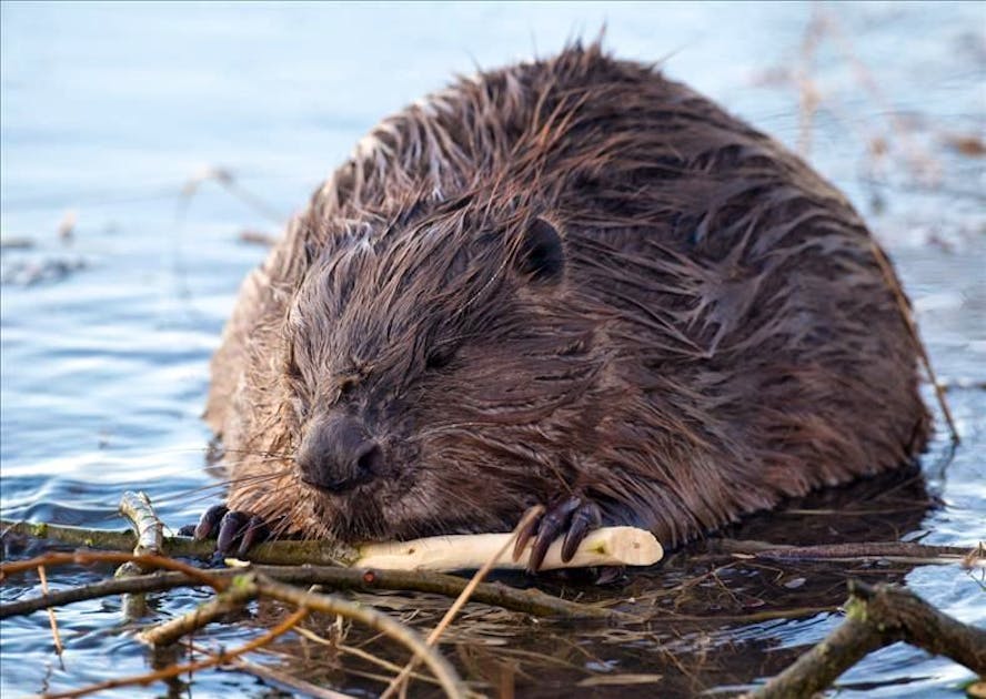 News: Castoro avvistato a Fondotoce | blue News