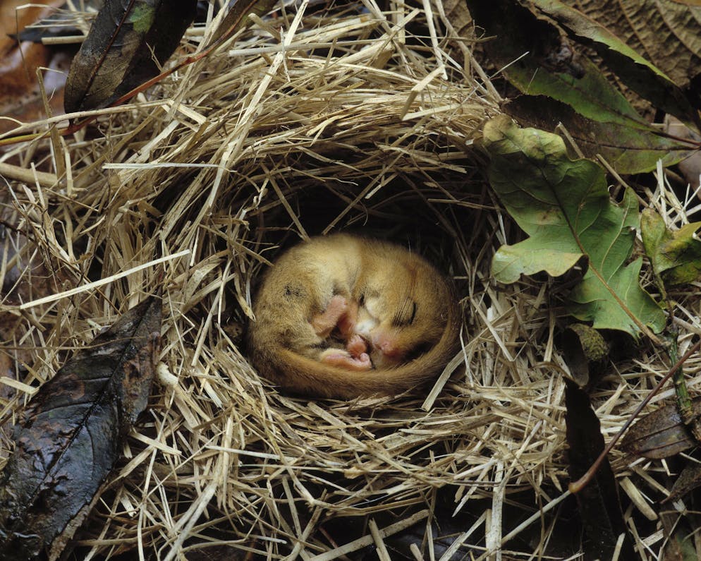 Shhh! Non disturbare: Ecco gli animali che vanno in letargo nell ...