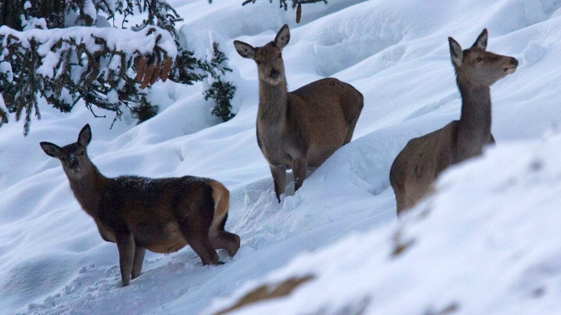 Bern: Wildtiere machen Berner Wäldern mehr zu schaffen | blue News