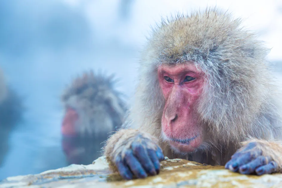 Un macaque en cavale dans la région des Highlands en Ecosse | blue News