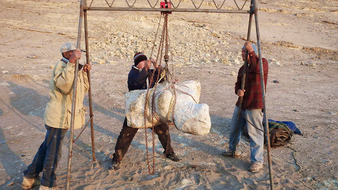 Paläontologie: Forscher bezweifeln Schätzungen zum Gewicht eines ...