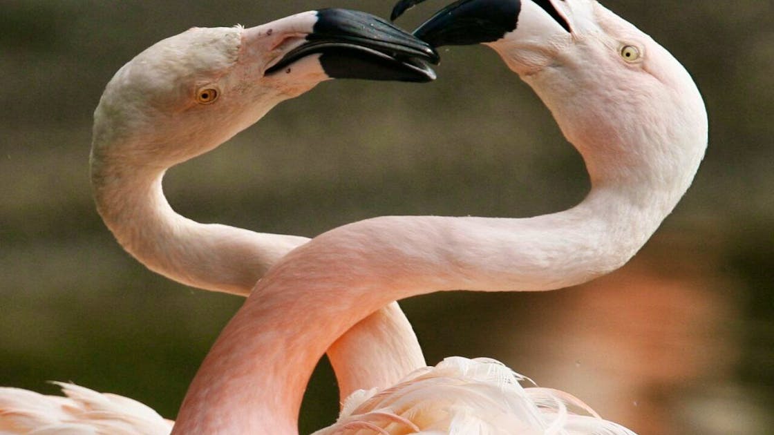 Tierwelt: Zürcher Zoo bietet 60 Flamingos persönlichen Shuttle-Service ...