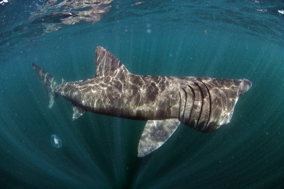 Avvistato nel Golfo di Trieste uno squalo elefante di 8 metri | blue News
