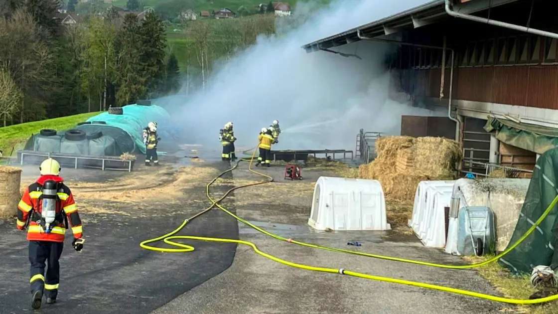 Nordschweiz: 90 Tiere bei Brand in Rinderstall in Günsberg SO gerettet ...