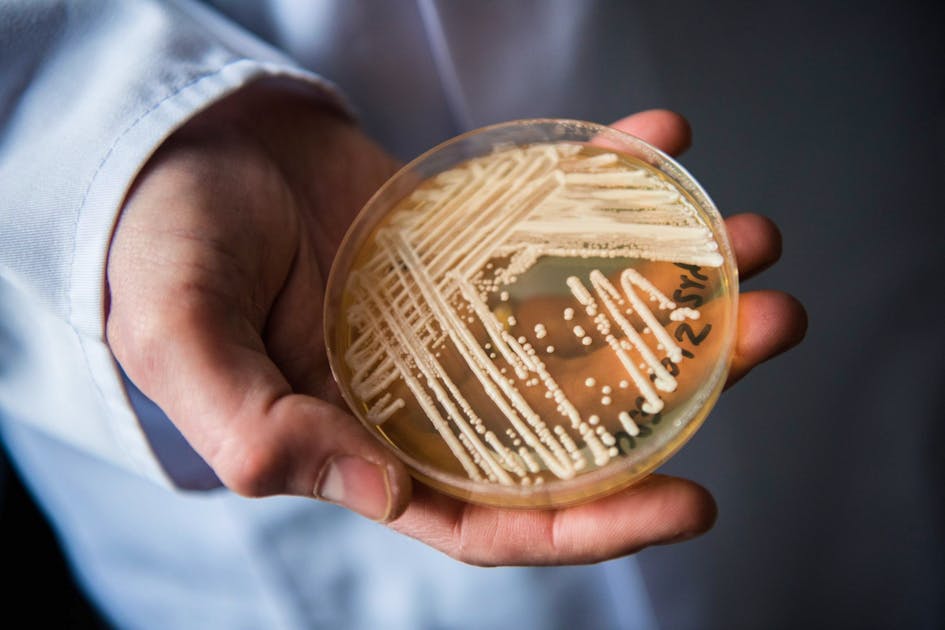 Resistant to medication: Novel deadly fungus suddenly infects humans ...