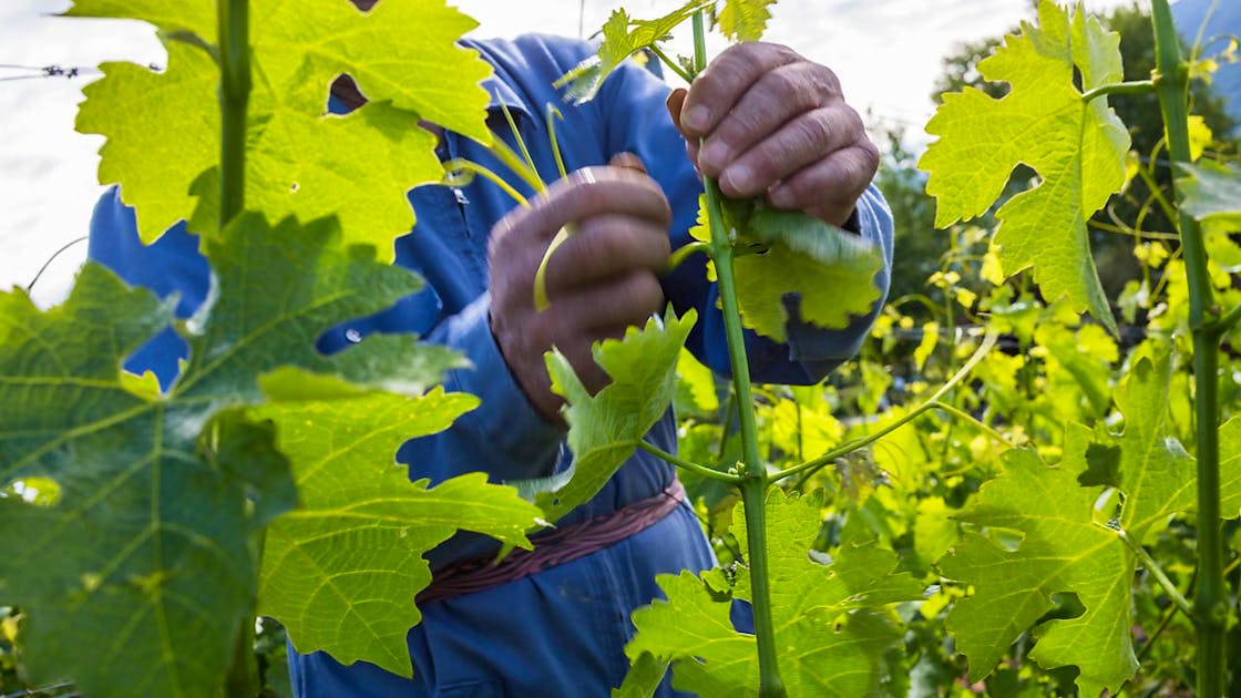 Viticulture: La Syrah valaisanne à l'honneur en France | blue News