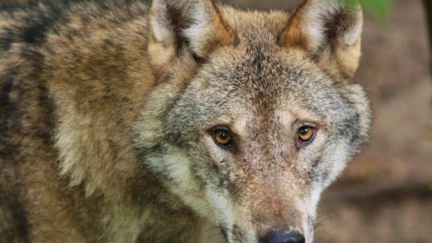 Il lupo in Svizzera mangia per l'83% selvatico e per il 17% animali da reddito | blue News