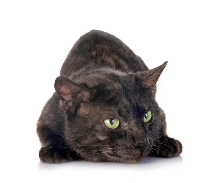 Argovie: Une retraitée condamnée à une amende salée pour le vol du chat ...