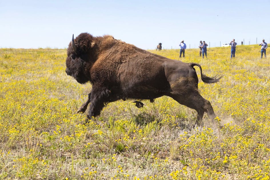 Bison spiesst 83-Jährige im Yellowstone-Nationalpark auf | blue News