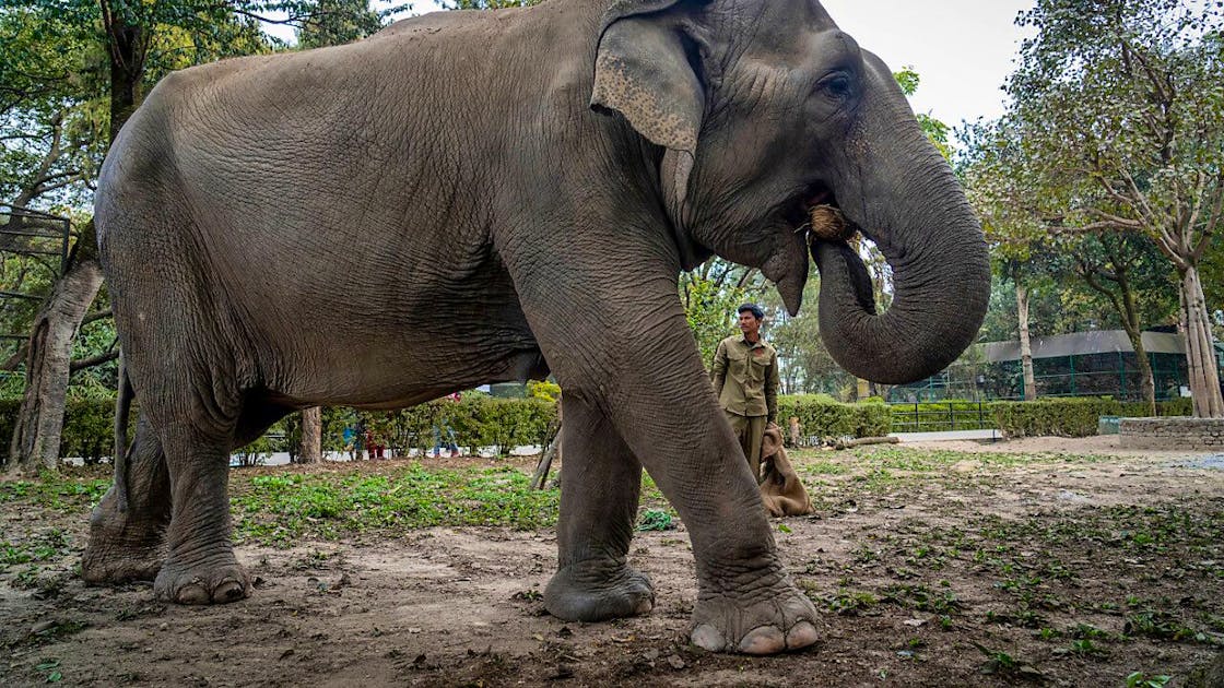 Étude: Les éléphants s'appellent entre eux avec un nom | blue News