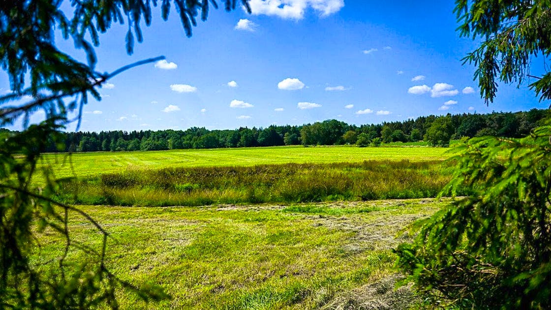 Latest news: Arian missing in Germany is dead | blue News