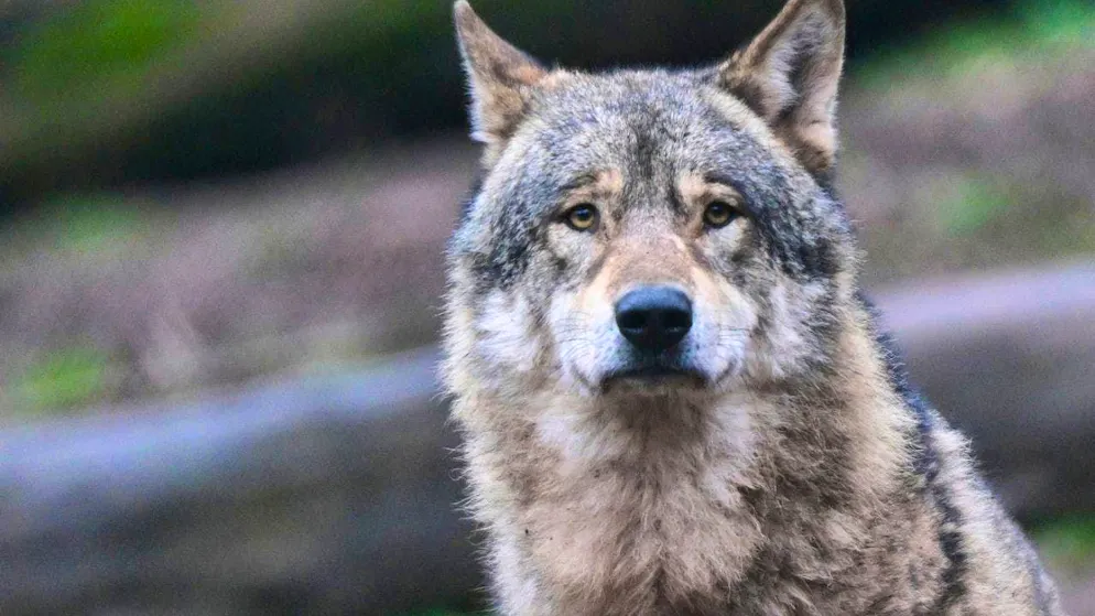 WWF and Pro Natura may not challenge wolf culls | blue News