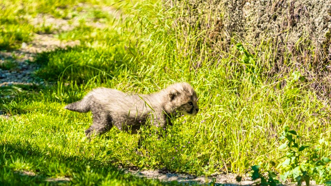 Animal world: The Basel zoo is delighted to welcome four newborn ...