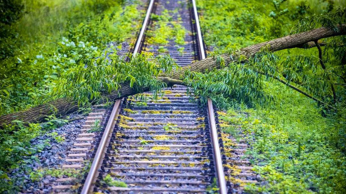 Fallen tree: Rail traffic between Schaffhausen and Singen D interrupted ...