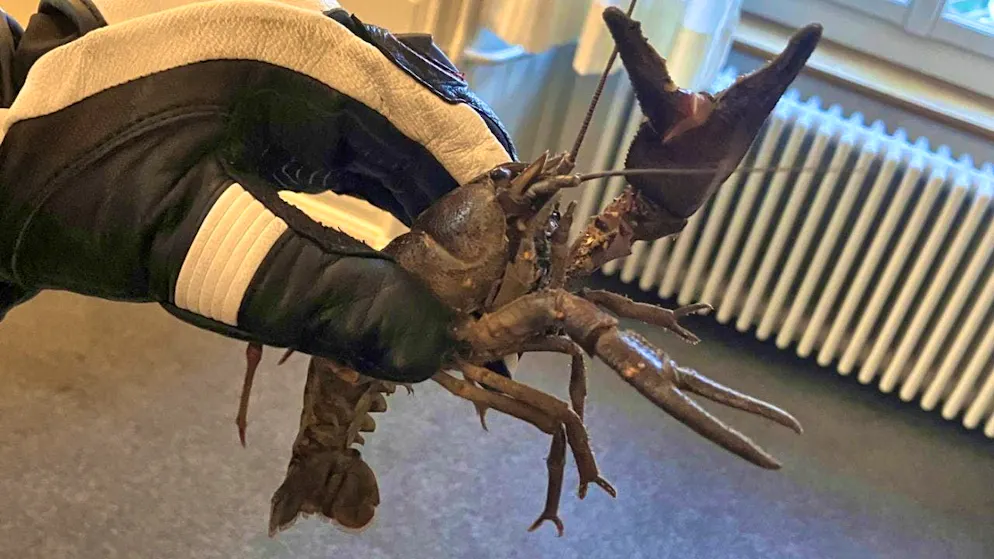Animal life: 21-year-old rescues crayfish in Glarus together with the ...