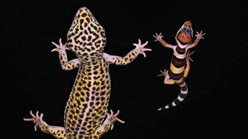 Biology: Researchers solve mystery of patterns on gecko skin | blue News