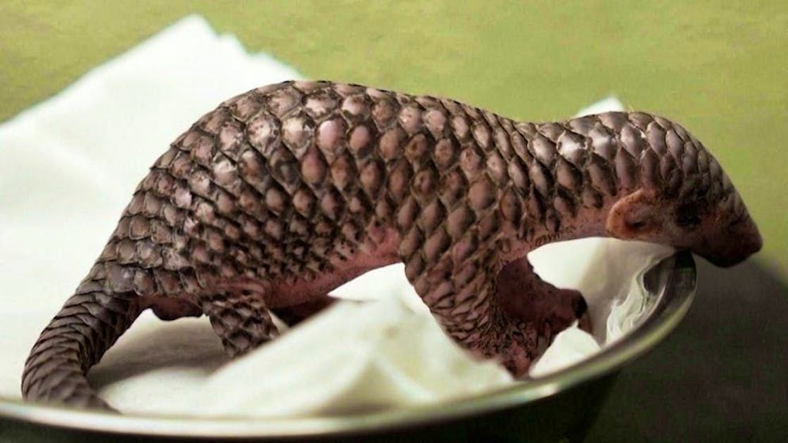 Rare event at Prague Zoo: Baby pangolin sees the light of day | blue News