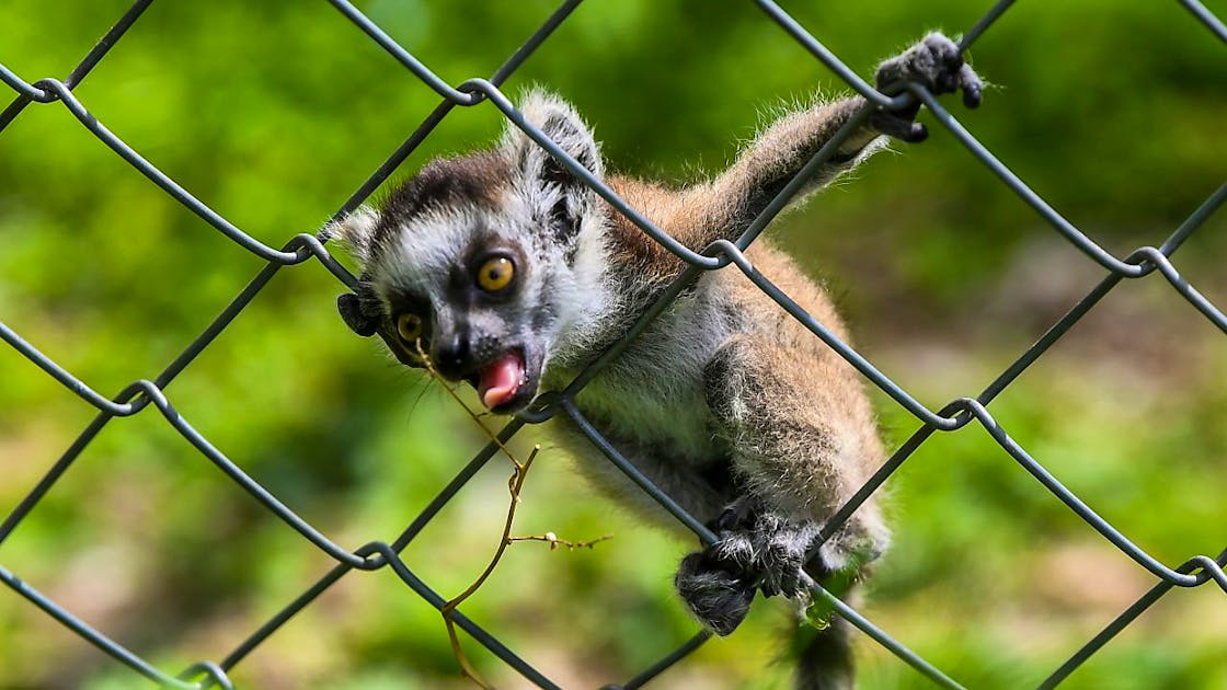 Italy: Ice cream for tigers and monkeys in Rome's zoo | blue News