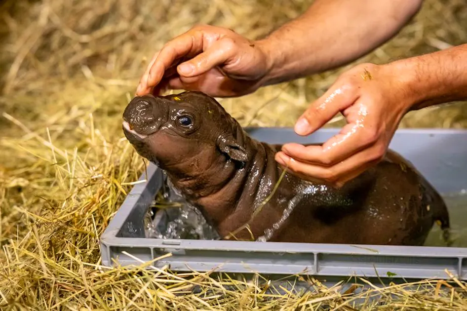 Mother probably stepped on the young animal: Small pygmy hippo at ...