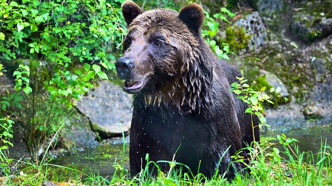 Latest news: Brown bear attacks cyclist in Slovakia | blue News