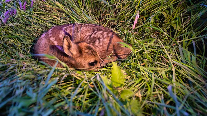 Animals: Fawn rescue saves more than 5000 fawns from death by mower in ...