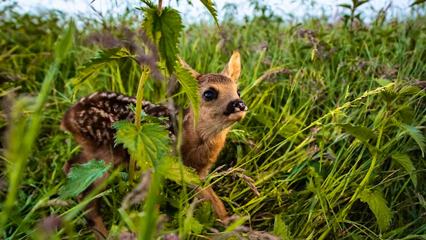 Animals: Fawn rescue saves more than 5000 fawns from death by mower in ...