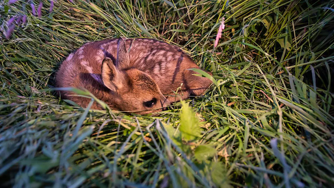 Animals: Fawn rescue saves more than 5000 fawns from death by mower in ...