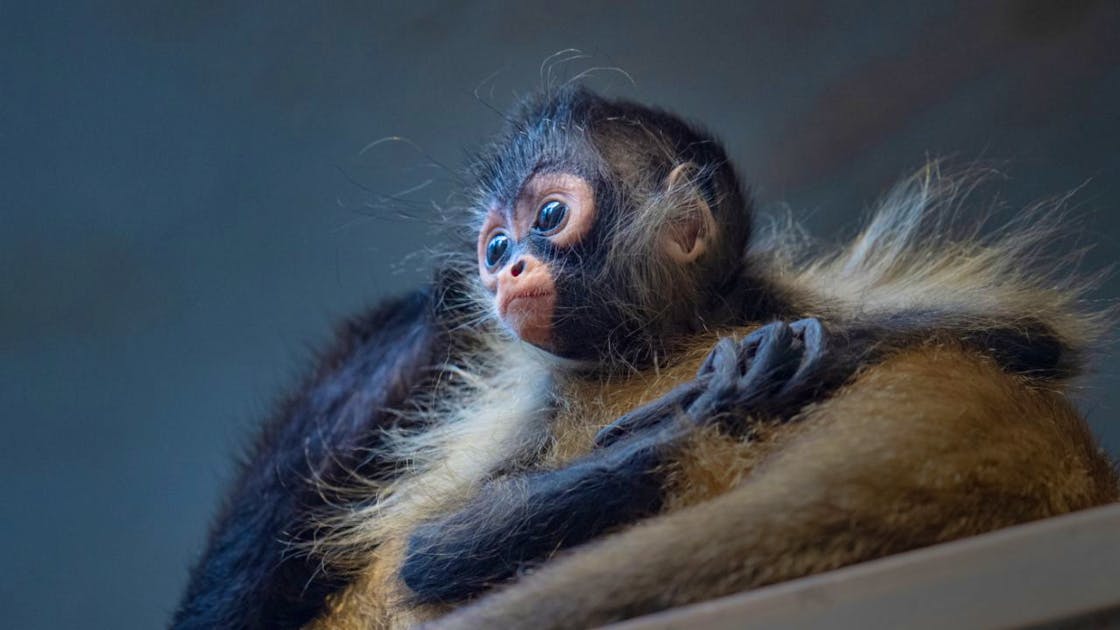 Animal world: The Geoffroy's spider monkeys have left the Basel zoo ...
