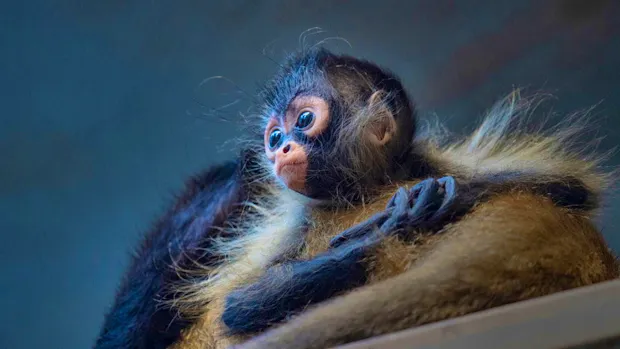 Animal world: The Geoffroy's spider monkeys have left the Basel zoo ...
