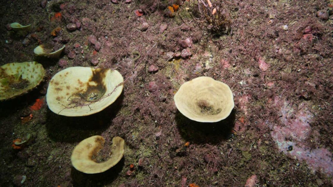 Environment: Mass bleaching of sponges in New Zealand | blue News