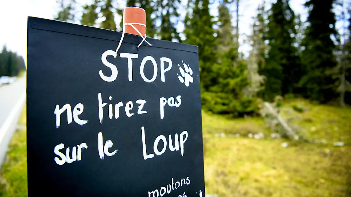 Grands prédateurs: Trois activistes pro-loups dénoncés à la justice par ...