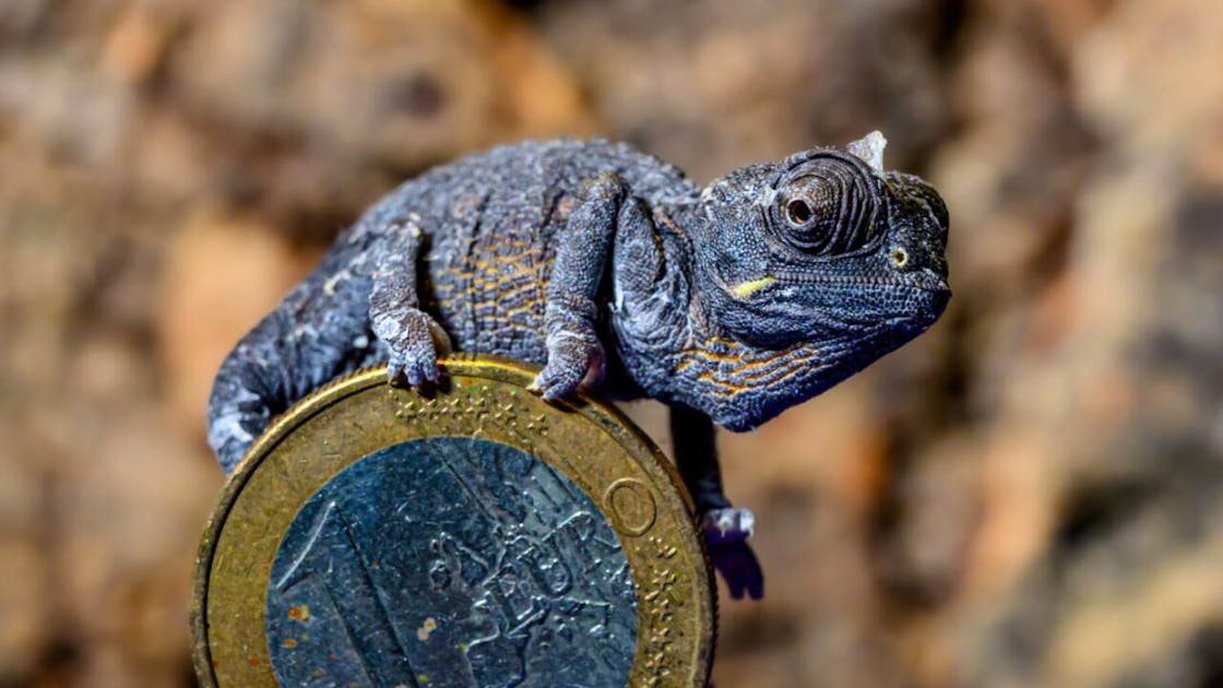 Animals: World's first breeding of a desert chameleon in a zoo | blue News