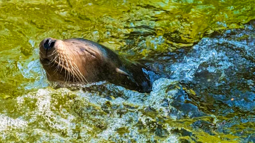 Animal world: Oldest sea lion Robia dies at the Basel zoo | blue News