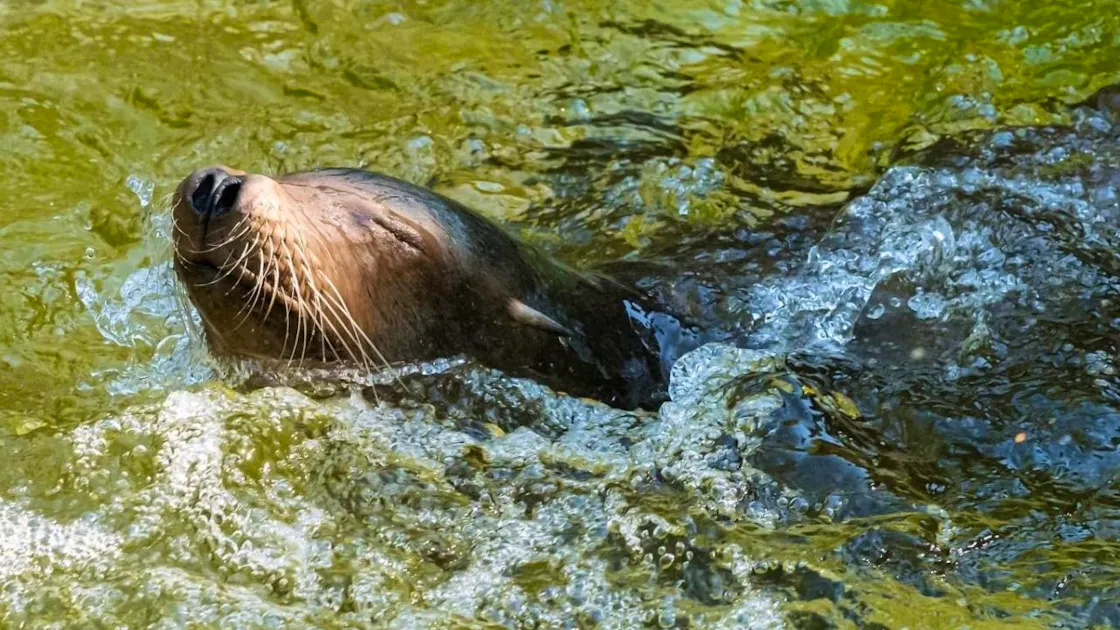 Animal world: Oldest sea lion Robia dies at the Basel zoo | blue News