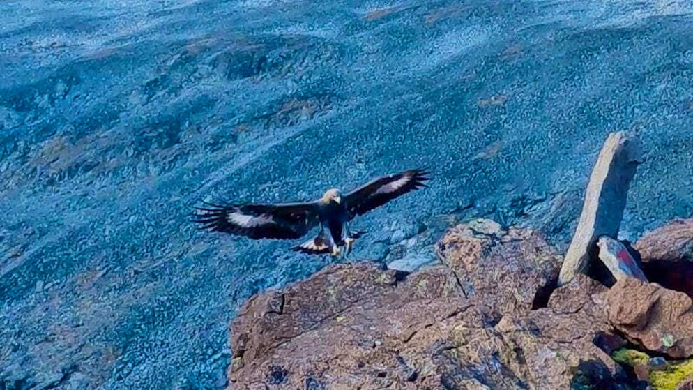 golden eagle attack norway