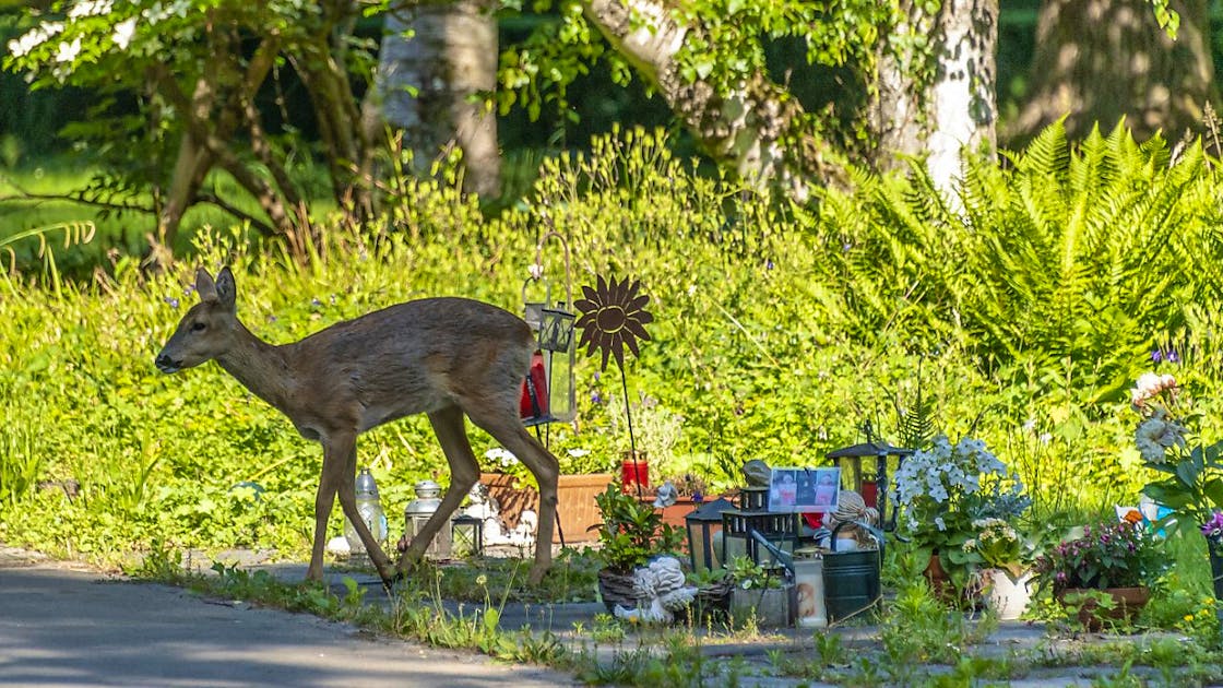 Regierungsrat BS: 1,3 Millionen für Massnahmen gegen Rehe auf Basler ...