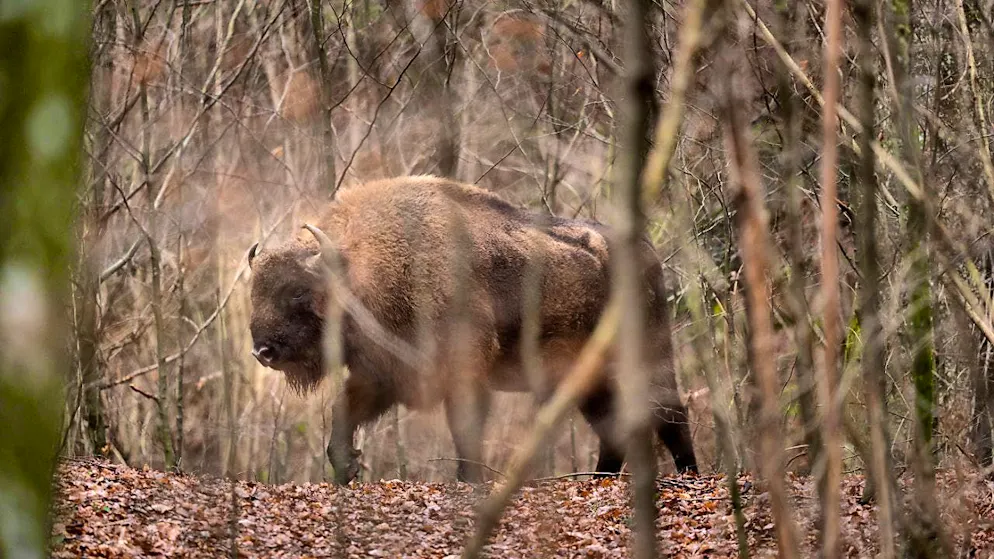 Animals: Bison in Solothurn Thal get twice as much exercise | blue News