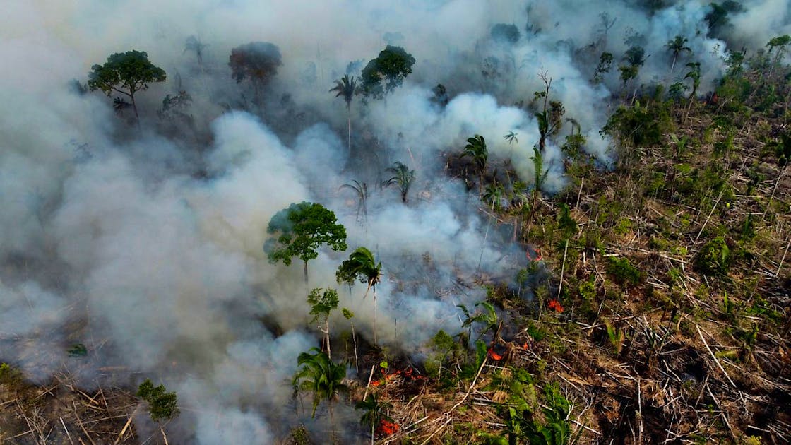 Environment: WWF: Fires in Brazil destroy untouched rainforest | blue News