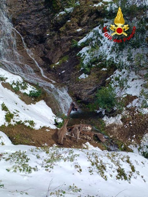 Horses and donkeys plunge into ravine - 18 dead animals | blue News