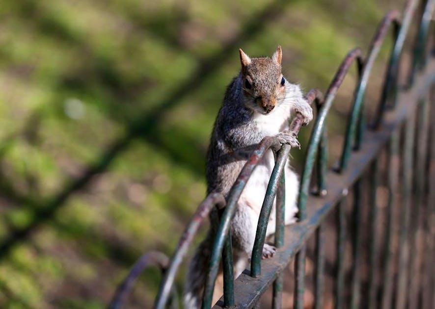 Squirrels attack guests on the train - journey aborted | blue News