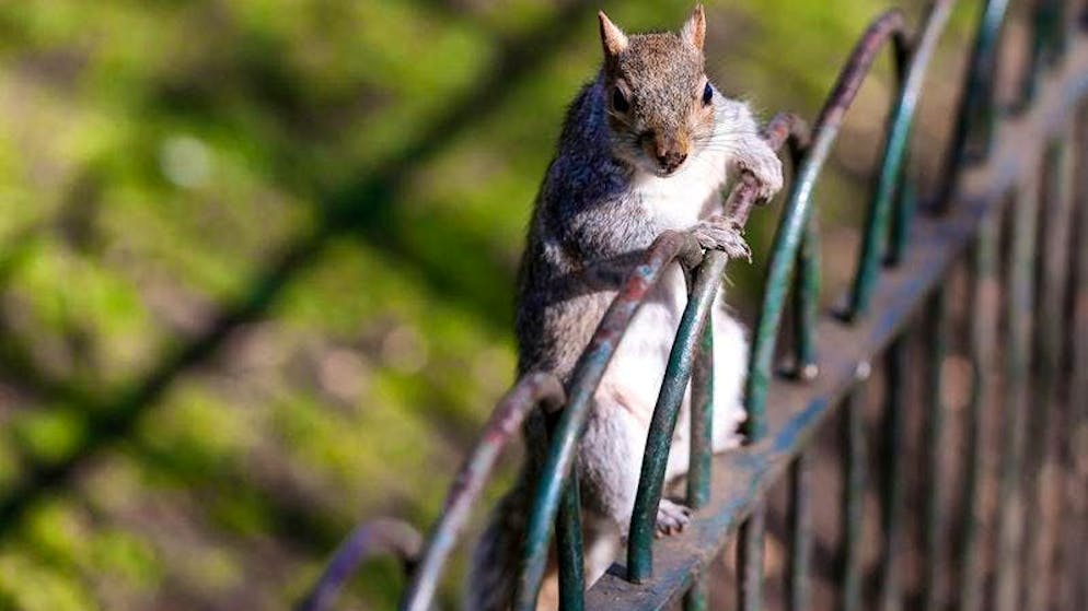 Squirrels attack guests on the train - journey aborted | blue News