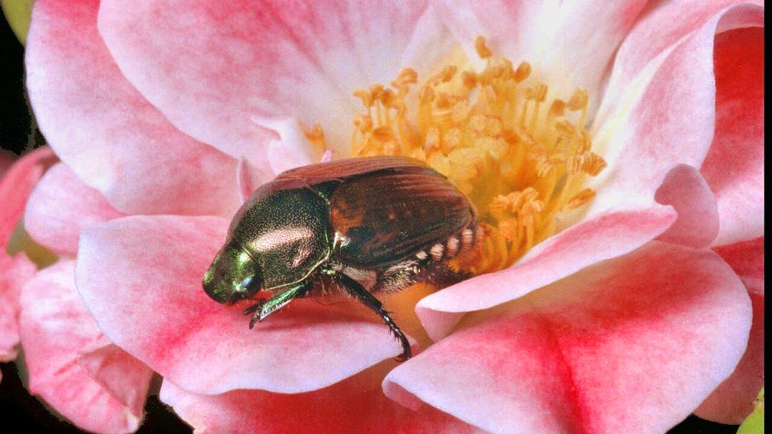 Pests: Individual Japanese beetles discovered along the A2 in the ...